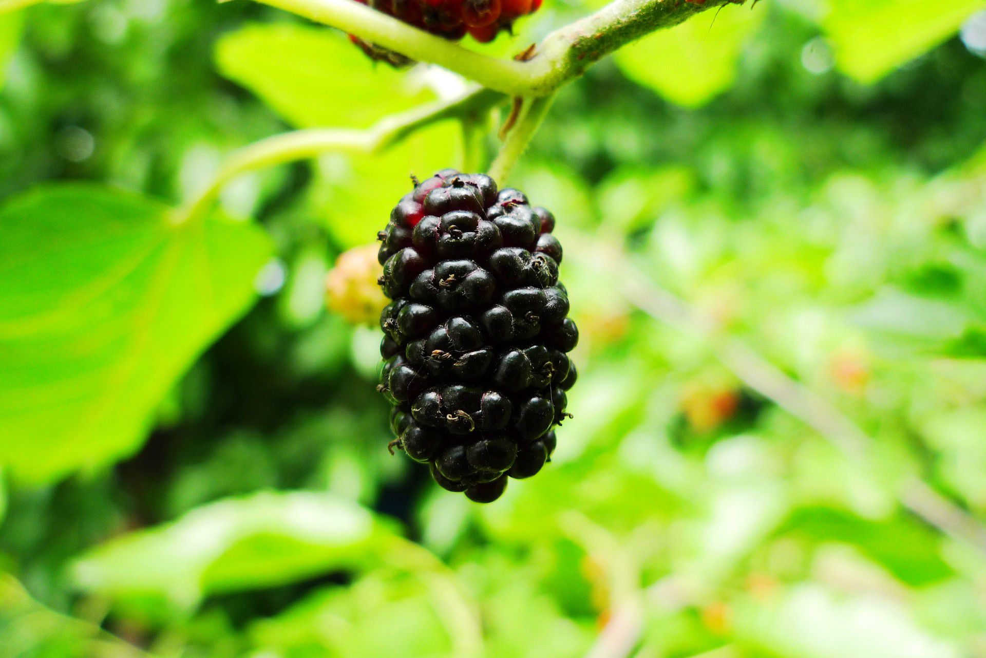 好吃又养生的桑葚，究竟有哪些养生妙用？你知道吗|桑葚|功效|养生_新浪新闻