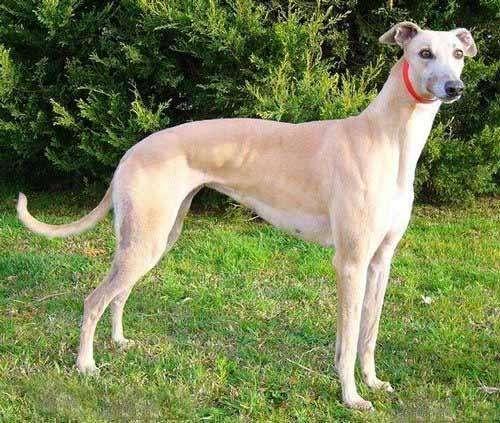 意大利灵缇犬与灵缇犬，有什么区别吗|中世纪|灵缇犬|意大利_新浪新闻