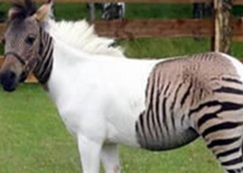 不同动物杂交后会生下什么?这10种神奇的混血动物,看完超震撼!|骆驼|混血儿|斑马_新浪新闻