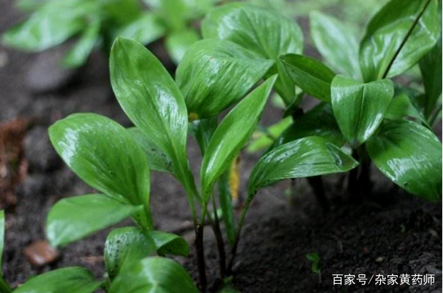 荒野维生食物之野菜系列——茖葱