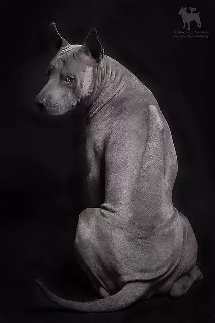 此犬是“东南亚刽子手”，由野狼演变而来，被当地人用来驱逐毒蛇|东南亚|野狼|泰国_新浪新闻