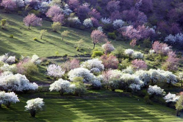 2019年新疆伊犁杏花,摄影赏花攻略,花期预测!!|新疆|杏花|帕米尔高原_新浪新闻