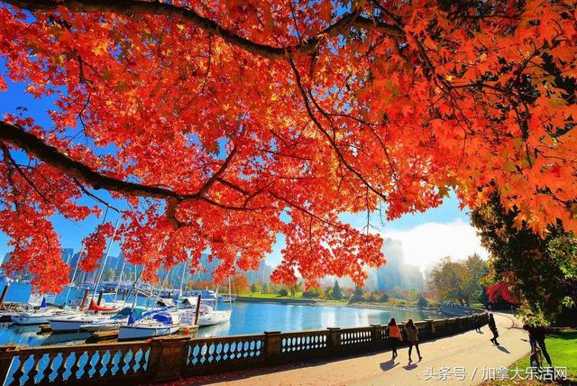 温哥华哪里才能看到最美的枫叶？还带360度海景的那种？|斯坦利公园|枫叶|温哥华_新浪新闻