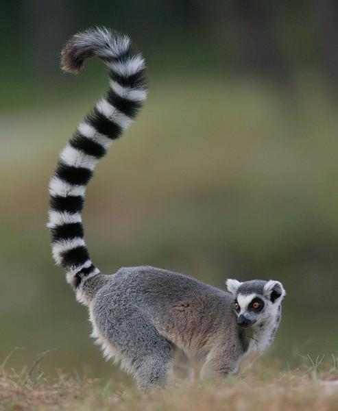 组图：动物世界最奇妙的动物尾巴，没想到尾巴还有这些用处！|尾巴|响尾蛇|食蚁兽_新浪新闻