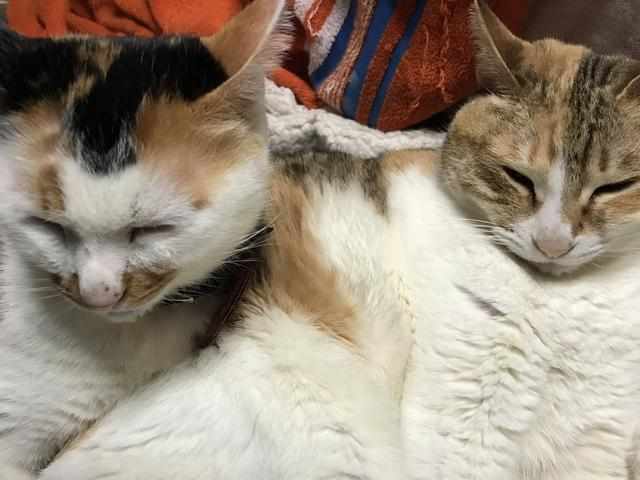 史上最简短的致辞，日本铁路猫站长，用喵的一声萌混过关|站长|猫|车站_新浪新闻