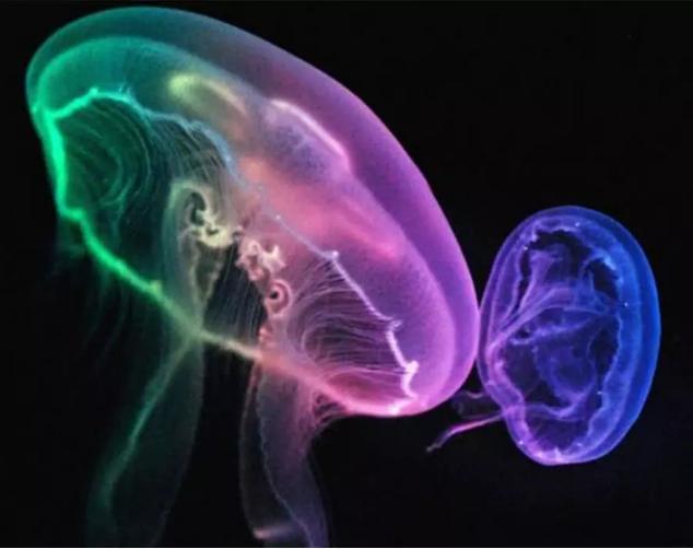 盘点世界上5种“长寿”生物,最后一种能无限转生!|生物|寿命|乌龟_新浪新闻