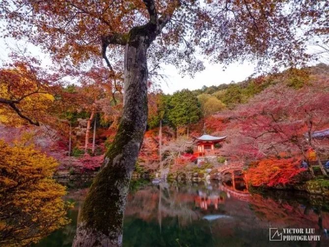 跟随摄影师阿刘进入璀璨迷人的“枫叶世界”|寺庙|红叶|枫叶_新浪新闻