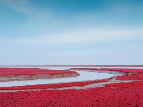中国有片独一无二的红色海洋，已经迎来最美的时候，错过等一年！|红海滩|虫|盘锦_新浪新闻