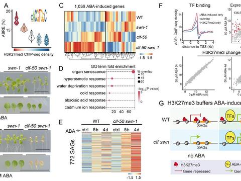 研究发现PRC2复合体能够缓冲ABA诱导的植物凋亡|植物|复合体|突变体_新浪新闻