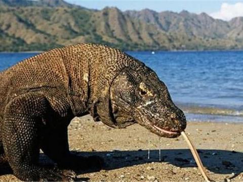 盘点世界上5种“长寿”生物,最后一种能无限转生!|生物|寿命|乌龟_新浪新闻