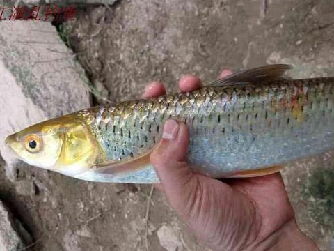 在黄河垂钓俗称“红眼棒”的野生鱼，此鱼劲道真大|红虫|鱼|黄河_新浪新闻