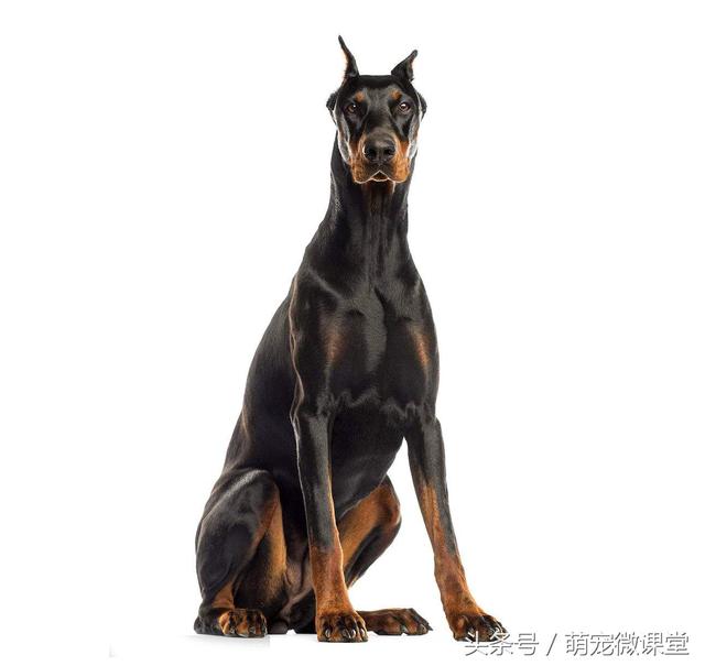 每周一犬（7）：智慧与美貌并存，凶狠但又不缺书香气的杜宾犬|杜宾犬|工作犬|杜宾_新浪新闻