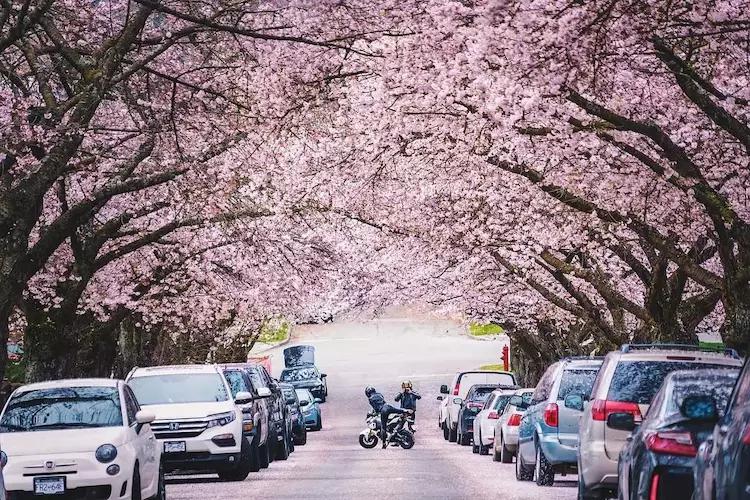 “樱花之都”加拿大温哥华：樱花树超过日本京都的城市！|樱花|温哥华|樱花树_新浪新闻