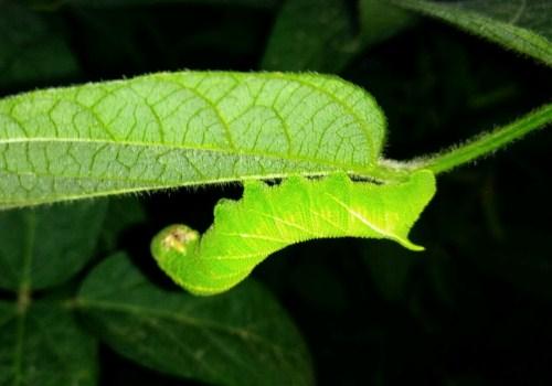 豆丹是啥玩意？一斤售价居然高达七百元！|大豆|豆丹|豆天蛾_新浪新闻