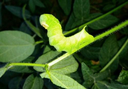 豆丹是啥玩意？一斤售价居然高达七百元！