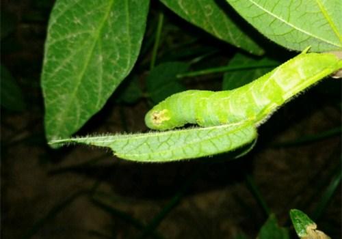 豆丹是啥玩意？一斤售价居然高达七百元！