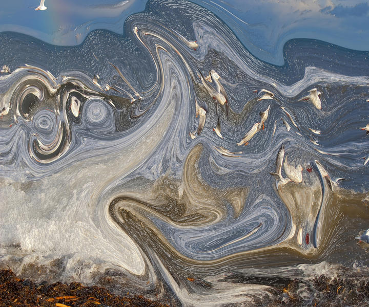 摄影欣赏丨2018 BPOTY年度鸟类摄影师大赛获奖作品揭晓|Northern|鸟类|摄影师_新浪新闻