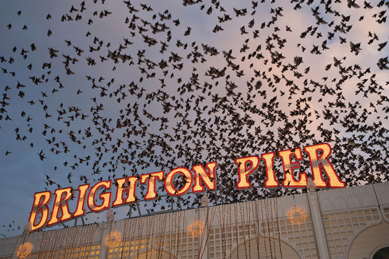 摄影欣赏丨2018 BPOTY年度鸟类摄影师大赛获奖作品揭晓|Northern|鸟类|摄影师_新浪新闻