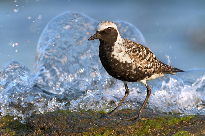 摄影欣赏丨2018 BPOTY年度鸟类摄影师大赛获奖作品揭晓|Northern|鸟类|摄影师_新浪新闻