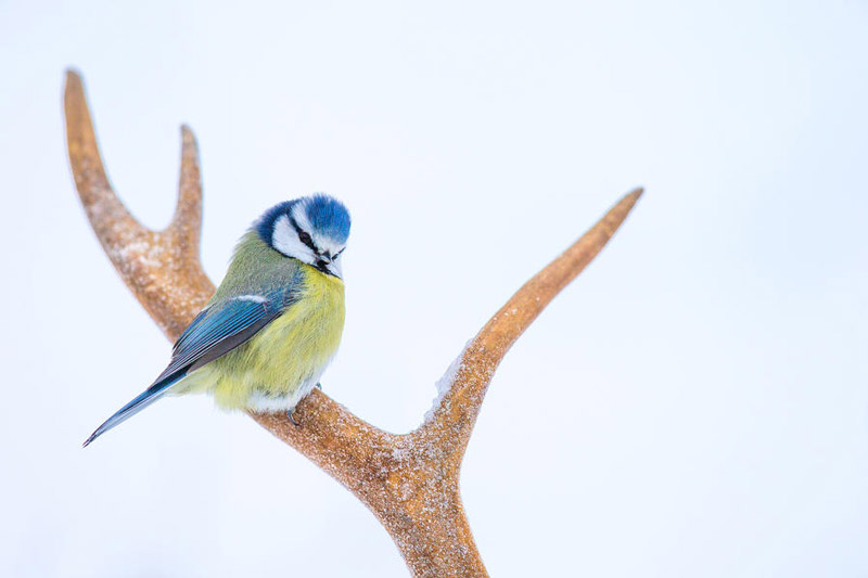 摄影欣赏丨2018 BPOTY年度鸟类摄影师大赛获奖作品揭晓|Northern|鸟类|摄影师_新浪新闻