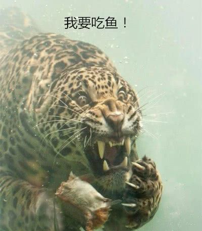 罕见！摄影师拍下美洲豹下水捕食的激烈场面，这表情实在是太逗了|美洲豹|下水|摄影师_新浪新闻