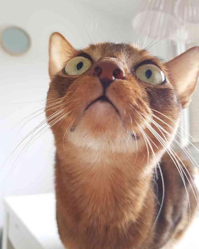 power猫举手表情包-千图网