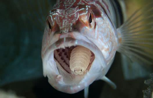 从小“蹭饭”的一种生物, 寄生在鱼嘴里, 成年后变成“鱼舌头”