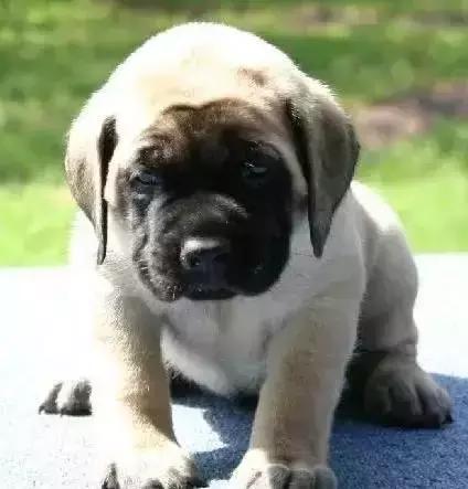 选狗的时候，真的别忘了问卖家这狗能长多大！