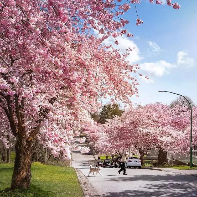 “樱花之都”加拿大温哥华：樱花树超过日本京都的城市！|樱花|温哥华|樱花树_新浪新闻