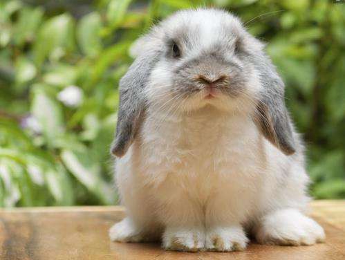 如何在一群兔子中，挑选到最健康的宠物兔？这四点是关键|宠物兔|宠物|新手_新浪新闻