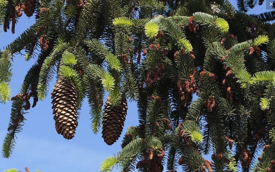 世界最长寿的两棵树：其中一棵接近万年寿命，另一棵就在我们中国