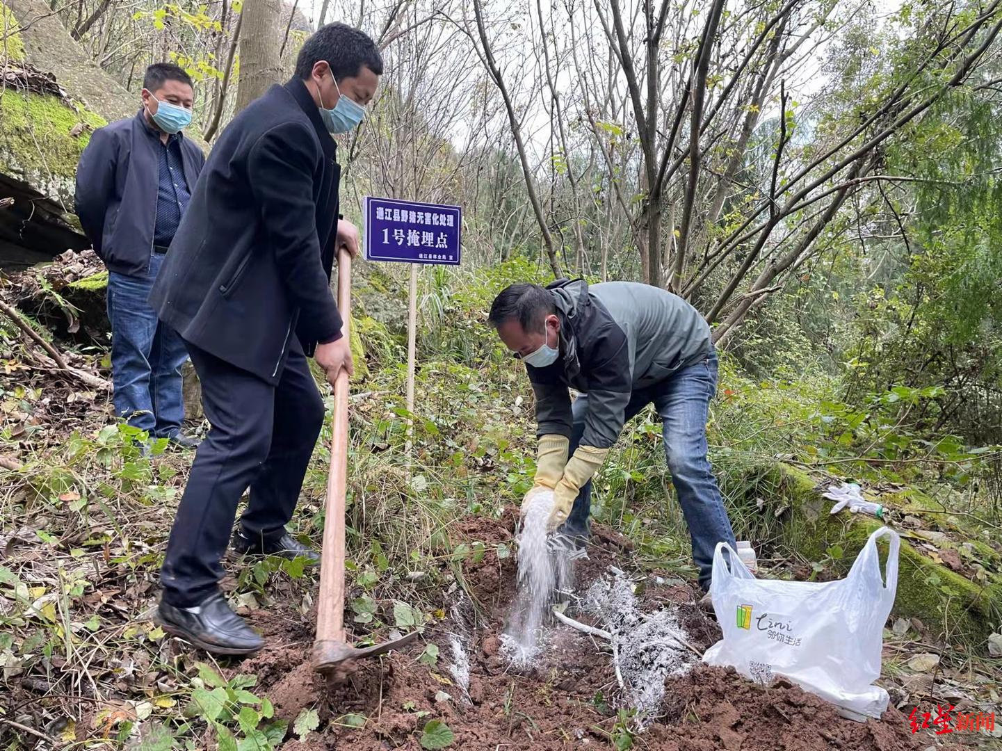 野猪拟从三有动物名录中删除 专家：不等于可以随意猎捕和食用_手机新浪网