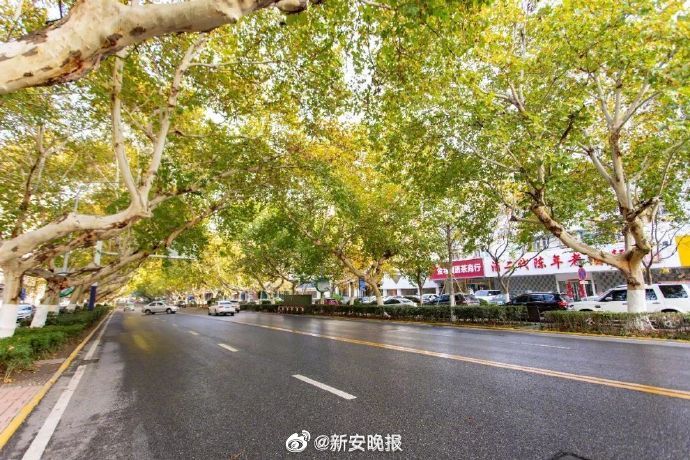 合肥芜湖路669棵法梧重点保护：挂二维码身份证 市民扫码看信息_手机新浪网