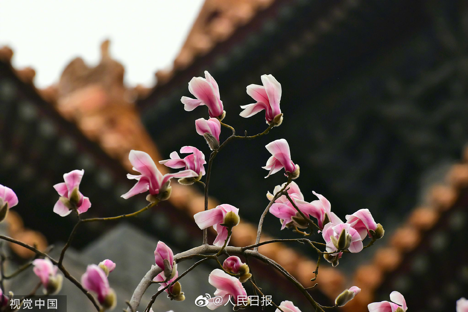 故宫的玉兰花开了_手机新浪网