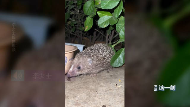 被投喂一次后小刺猬组团赴约蹭饭 专家：并非听懂人话 手机新浪网