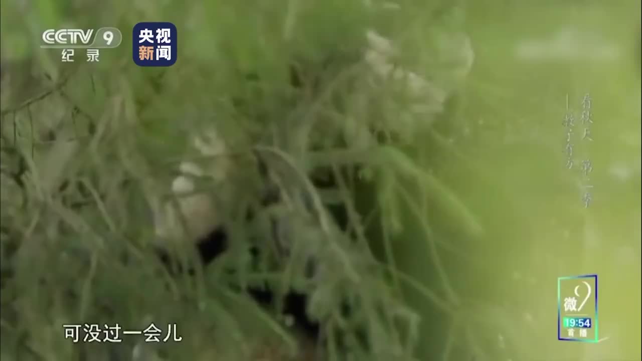看大熊猫教孩子爬树被气到崩溃 手机新浪网