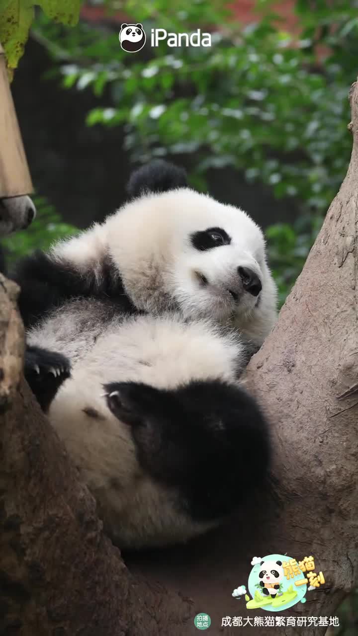 今晚早睡，周末要过得和大熊猫一样悠闲呀～（iPanda熊猫频道）_手机新浪网