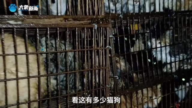 信阳志愿者截获满载千只猫狗的大货车:志愿者发现冰柜装满被剥皮的猫狗尸体手机新浪网