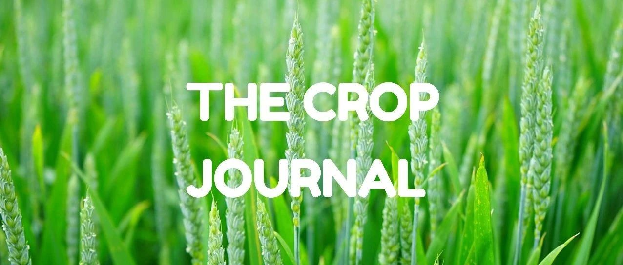 The Crop Journal | 中国农科院作科所提出基于无人机和活动积温进行冠层持绿动态监测与相关性状QTL发掘的方法|中国农业科学院 ...