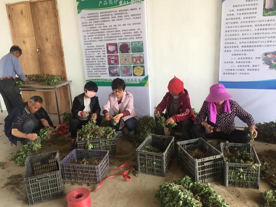 商丘市虞城县优秀致富带头人——朱婧源_新浪河南_新浪网