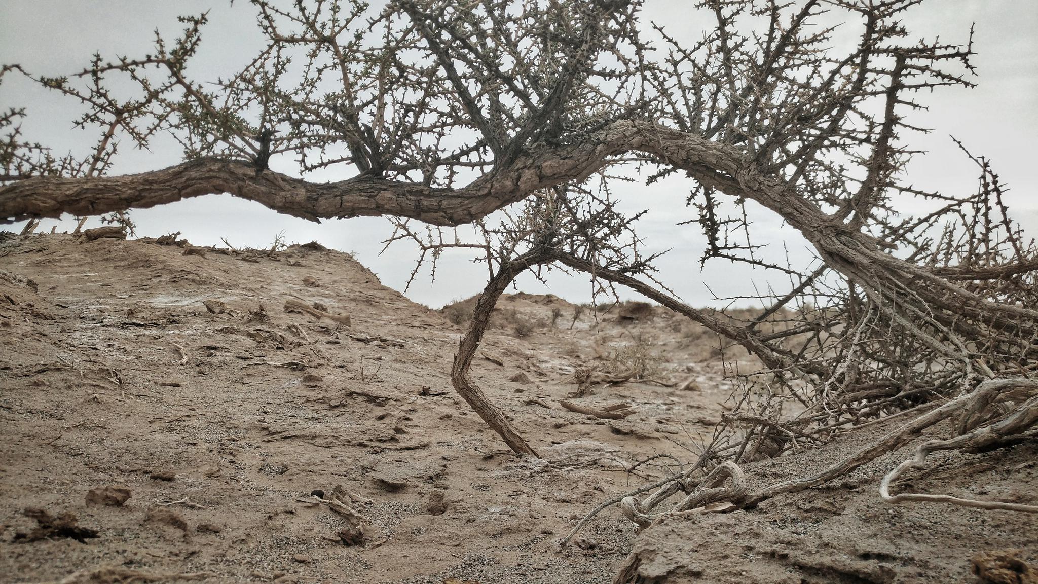 问天-2018年5月4日拍摄于酒泉戈壁滩盐碱地|盐碱地|问天|戈壁滩_新浪新闻