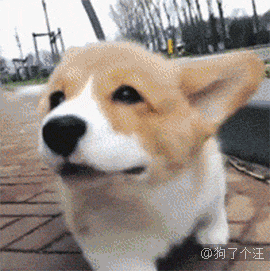 狗GIF：分享一只不要脸，和鸟抢食的狗子