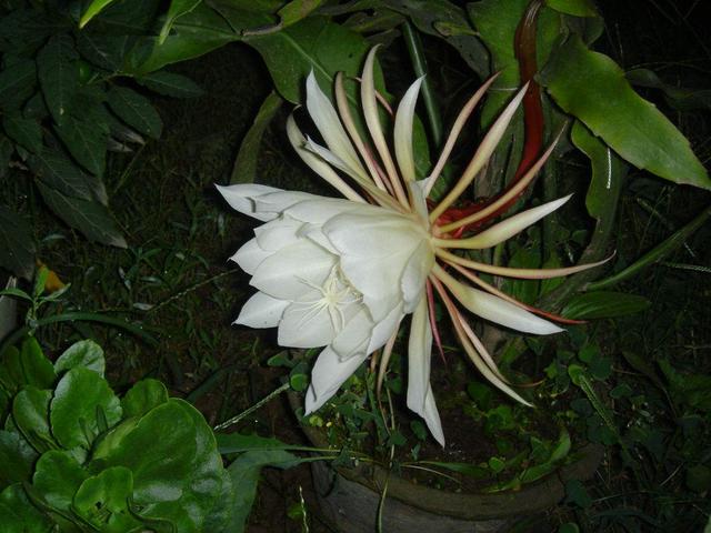 昙花一现为韦陀：耗尽千年修行只为绽放最美丽的一次