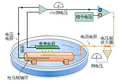 膜片钳——打开细胞奥秘的钥匙（下）__财经头条