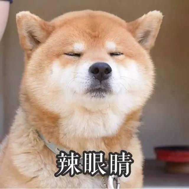 这些狗狗表情包，看过的人都收藏了哟|表情包|狗狗|圣罗兰_新浪新闻