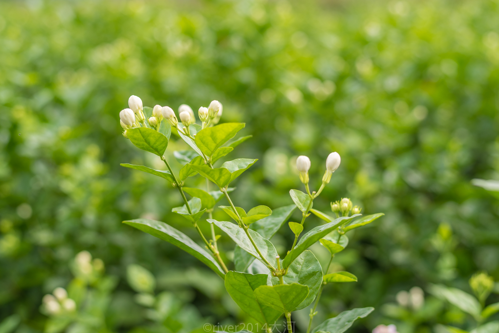 广西最“香”的这座小城，承包了全国80%的茉莉花