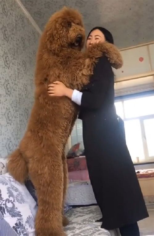 女孩养了只巨型泰迪，站起来比人都高，想想都可怕！