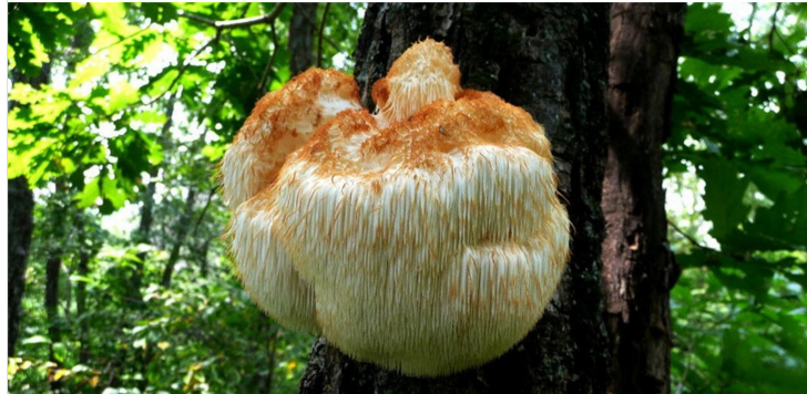 原始森林中8大稀罕菌种，你们见过几种？|原始|森林|稀罕_新浪新闻