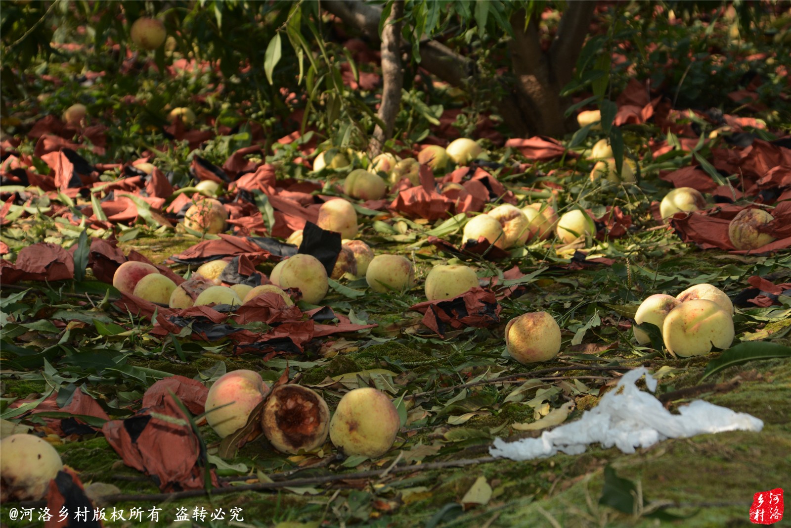河南男子二百亩果园挣三万，蹲树下疯吃桃子