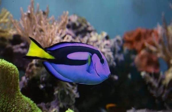 海洋里的「蓝精灵」，美到令人窒息！|海星|蓝色|海洋_新浪新闻